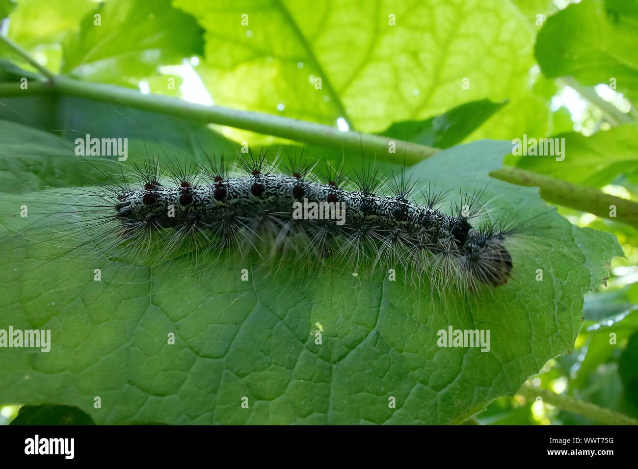 Gypsy moth larva caterpillars hi-res stock photography and images - Alamy