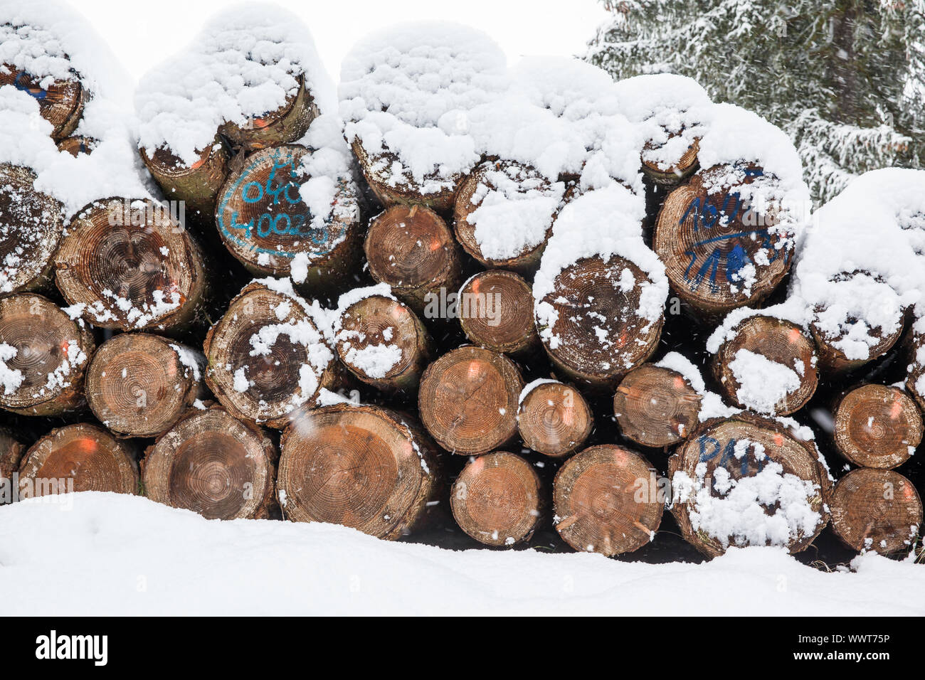 Plank raw material hi-res stock photography and images - Alamy