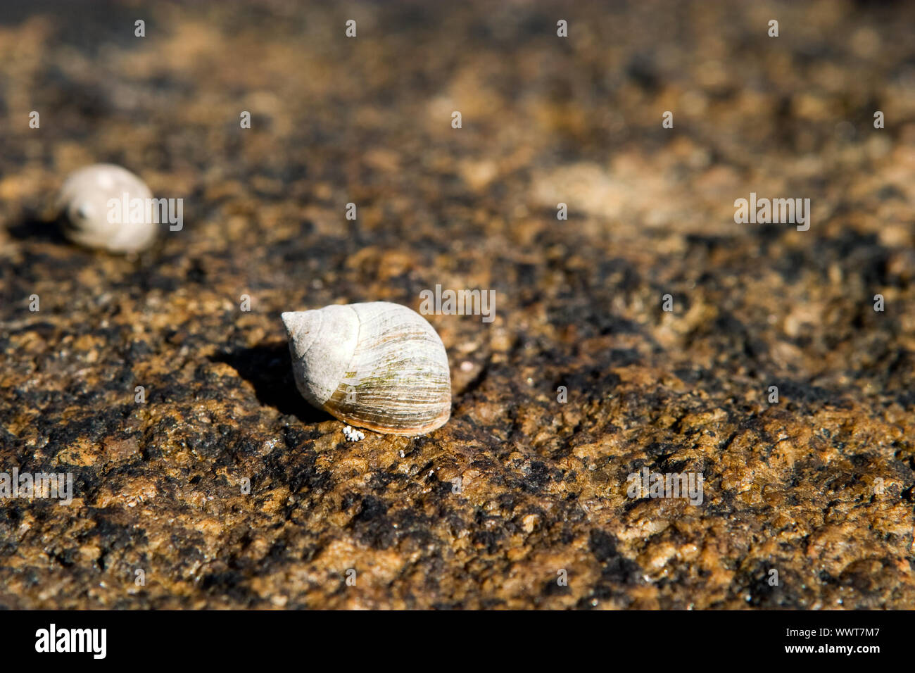 Snail on Rock Stock Photo - Alamy