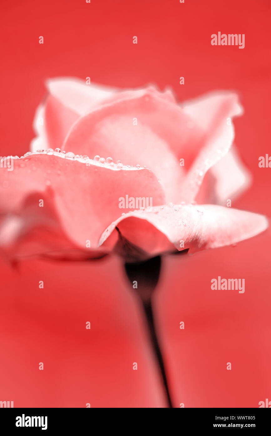 Fresh pink rose Stock Photo - Alamy