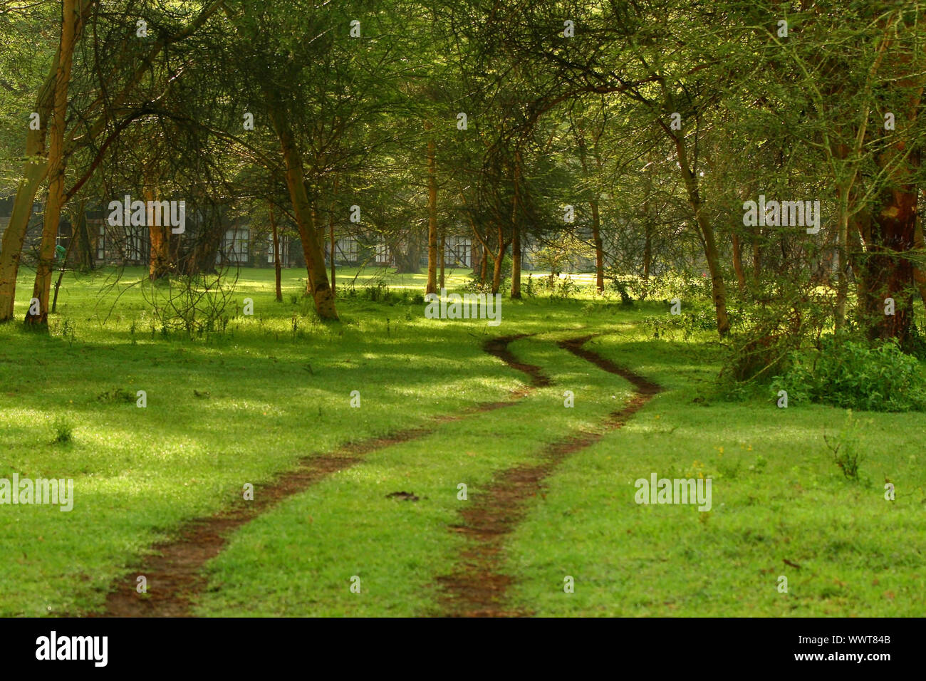 Forest pathway. Africa. Kenya Stock Photo - Alamy
