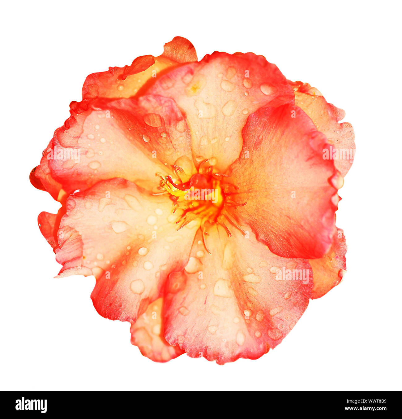 Fresh Pink flower with drops isolated on white Stock Photo - Alamy