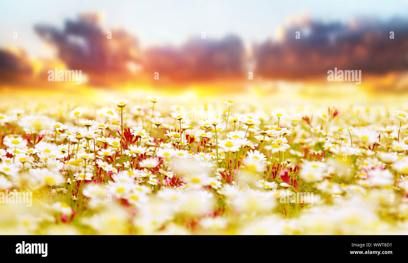Daisy field over sunset Stock Photo - Alamy
