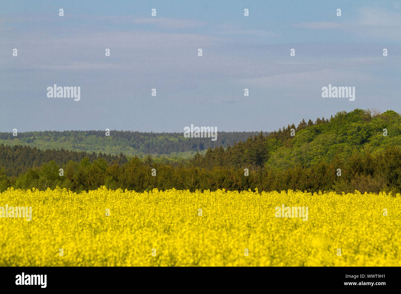 Forest with rape field Stock Photo - Alamy