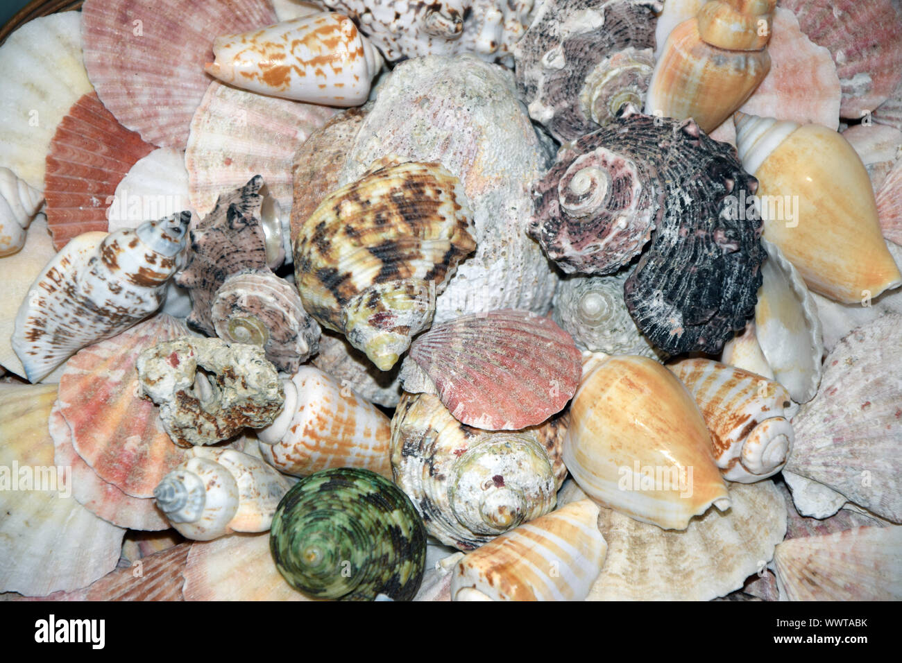 Mussels and snails Stock Photo - Alamy