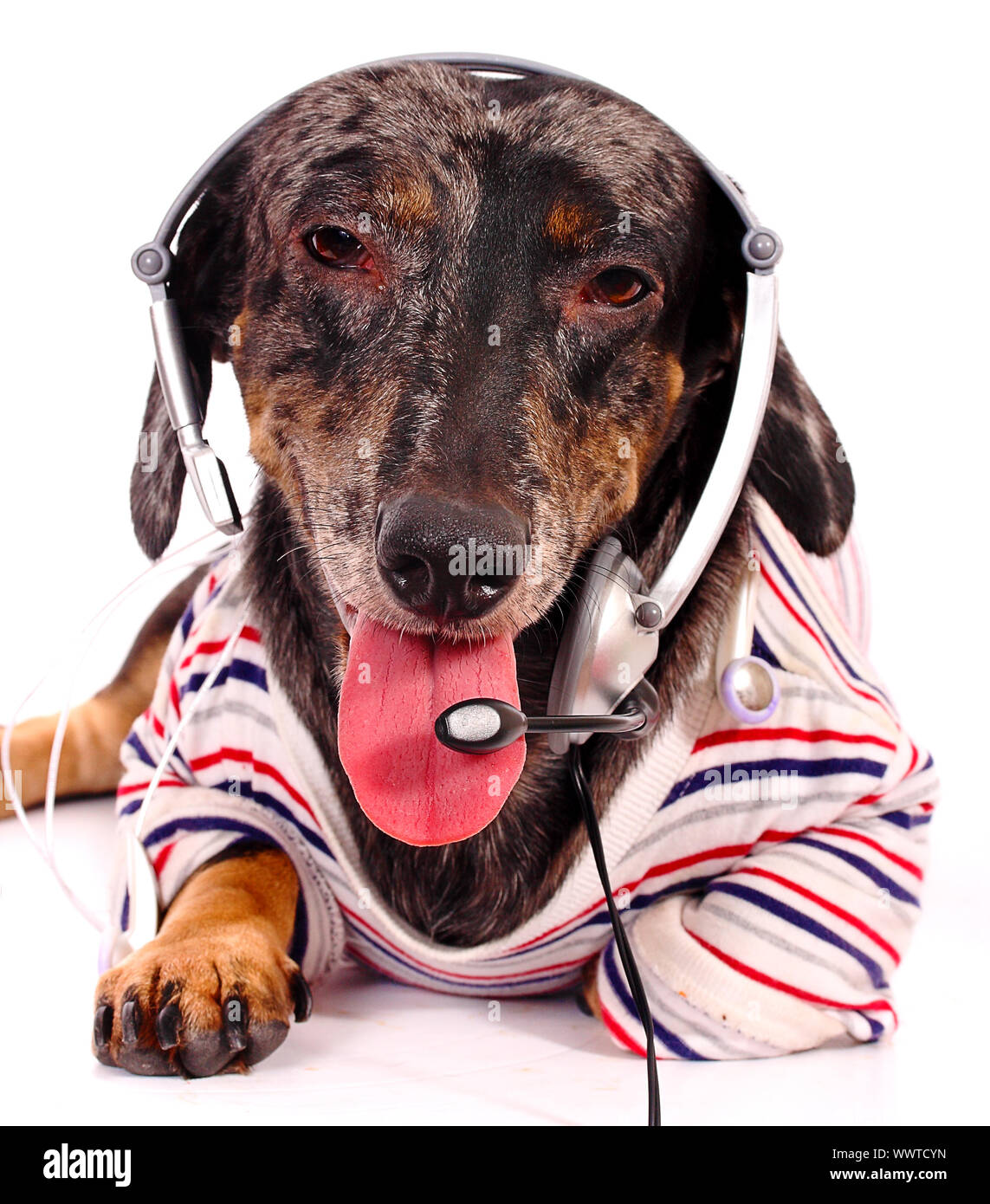Telemarketing Dog Ready To Help With The Customer Service Stock Photo ...