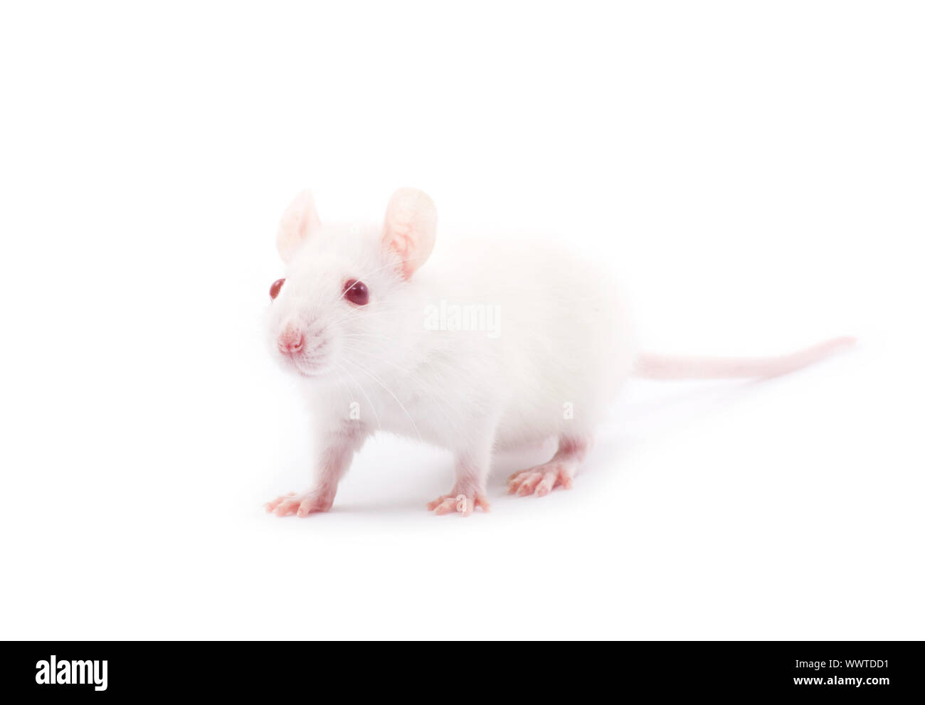 white rat isolated on white background Stock Photo - Alamy