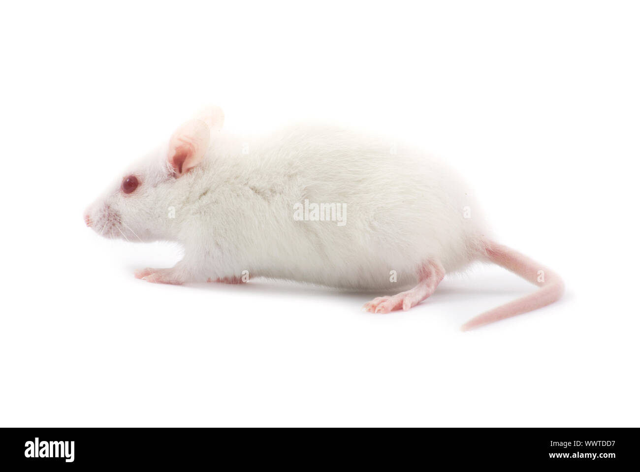 white rat isolated on white background Stock Photo - Alamy