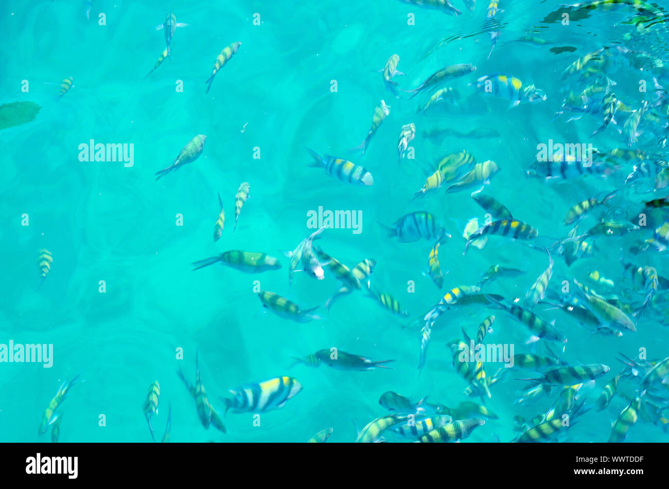 feeding sea fish in blue water Stock Photo - Alamy