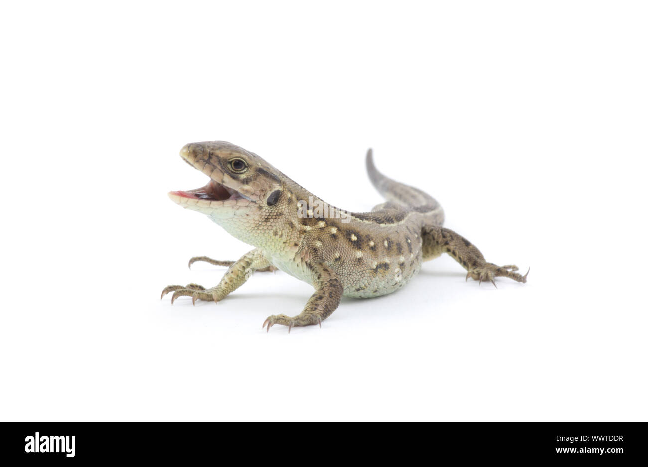 Small lizard isolated on white Stock Photo - Alamy