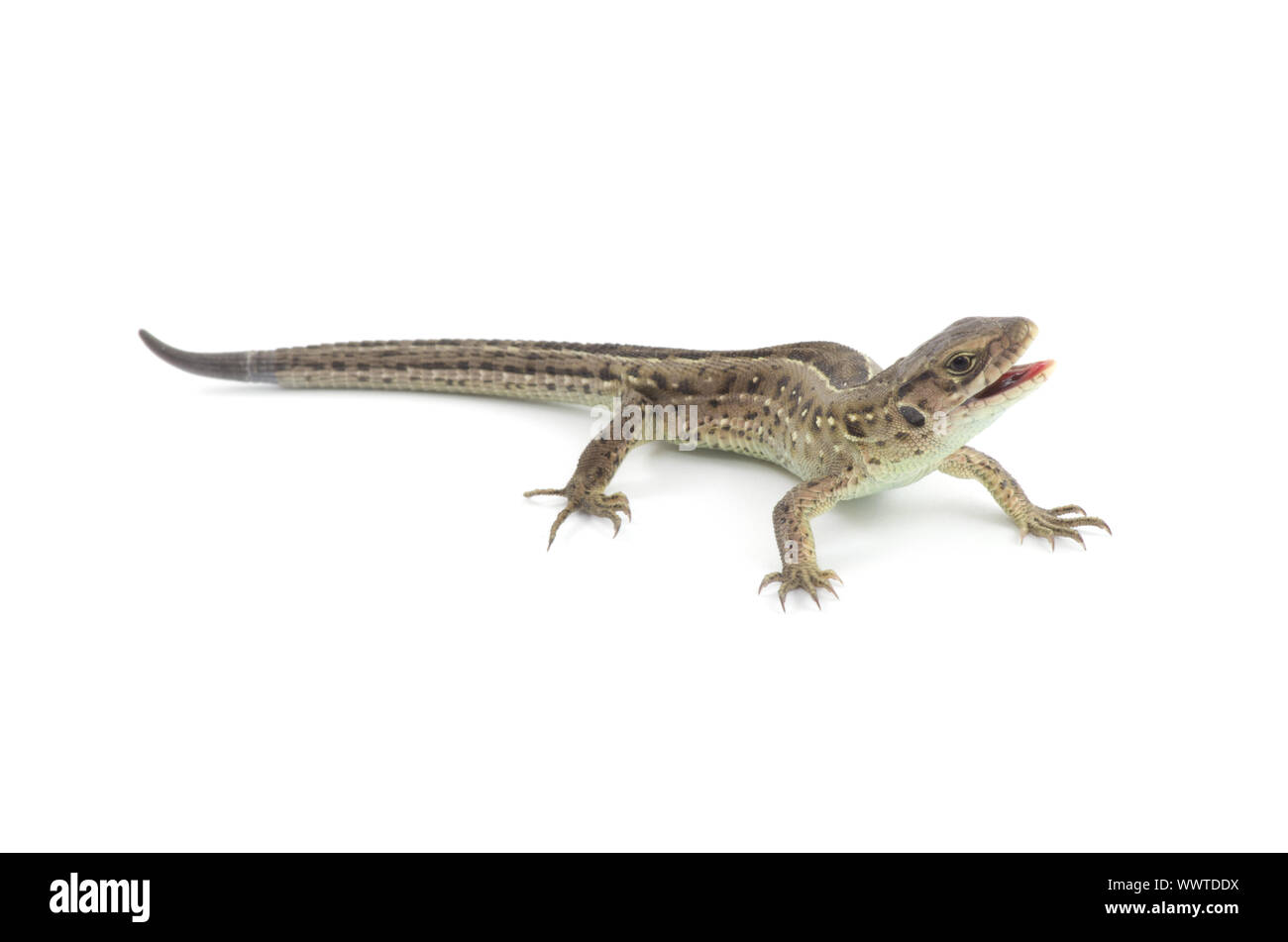 Small lizard isolated on white Stock Photo - Alamy