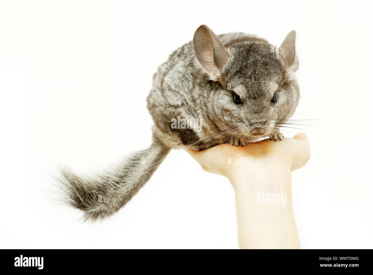 gray chinchilla isolated on white Stock Photo - Alamy