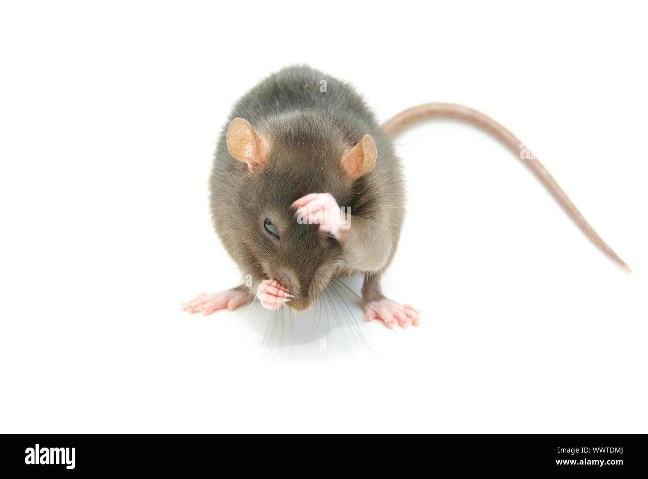 funny rat isolated on white background Stock Photo - Alamy