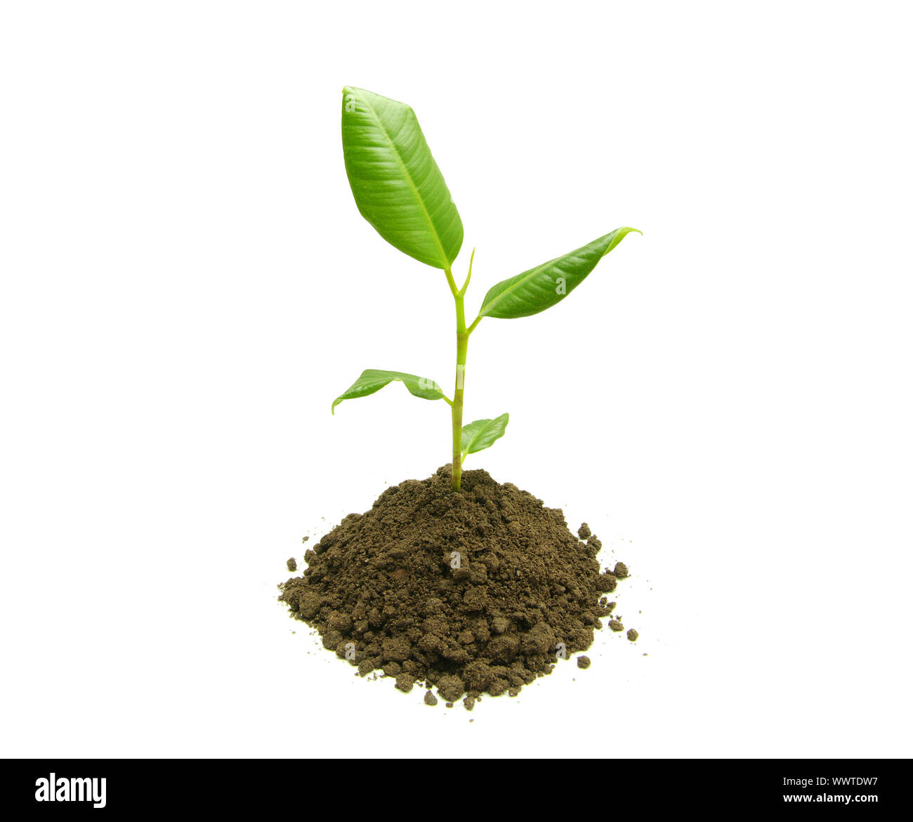 Little green plant on white background Stock Photo - Alamy