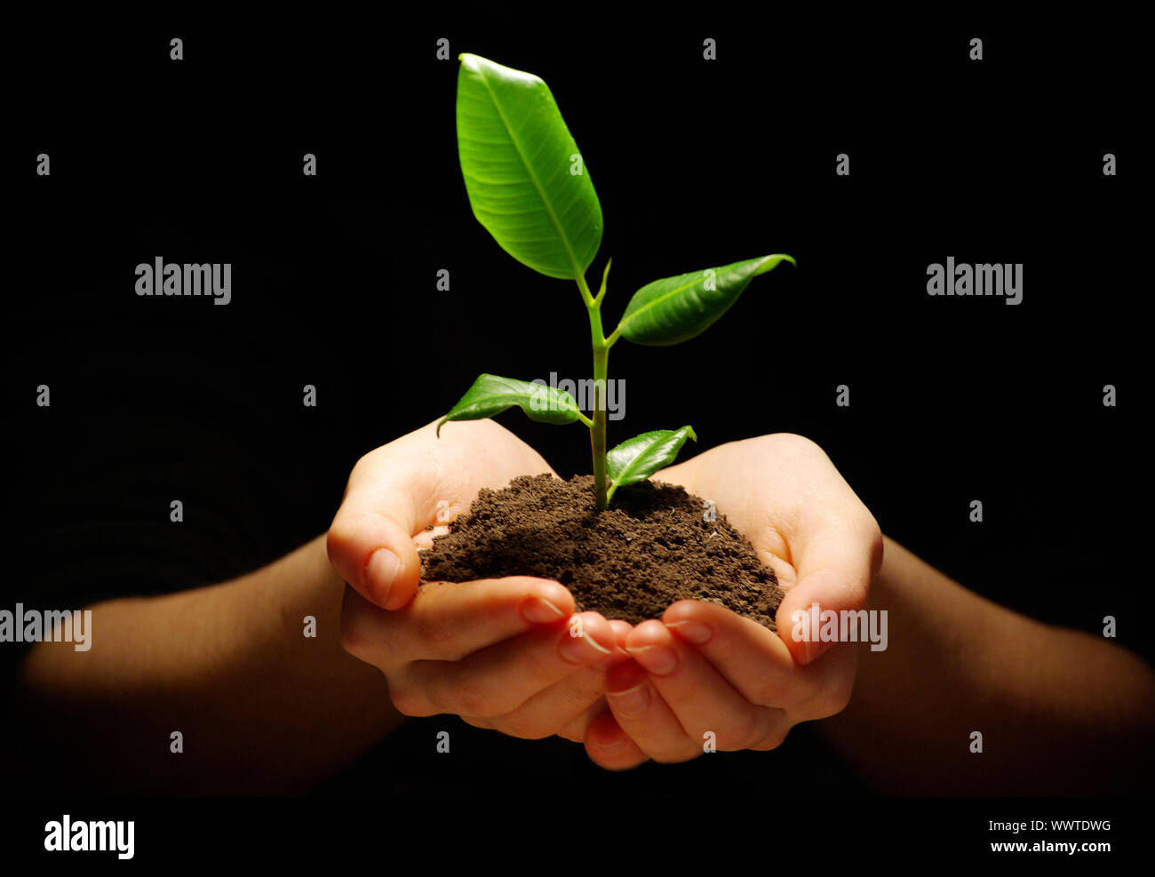 Hands holding sapling in soil Stock Photo - Alamy