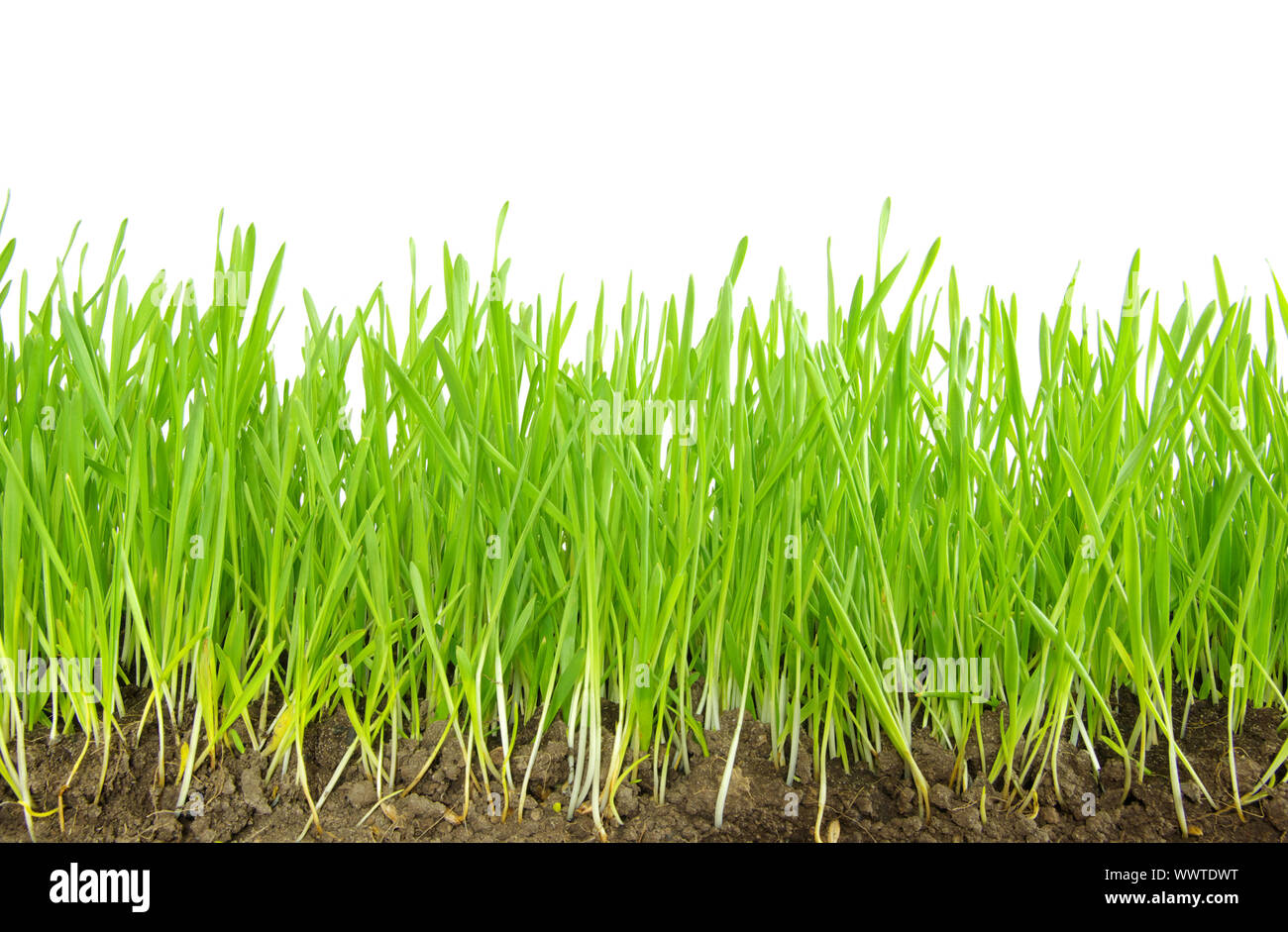 Green grass isolated on white background Stock Photo - Alamy