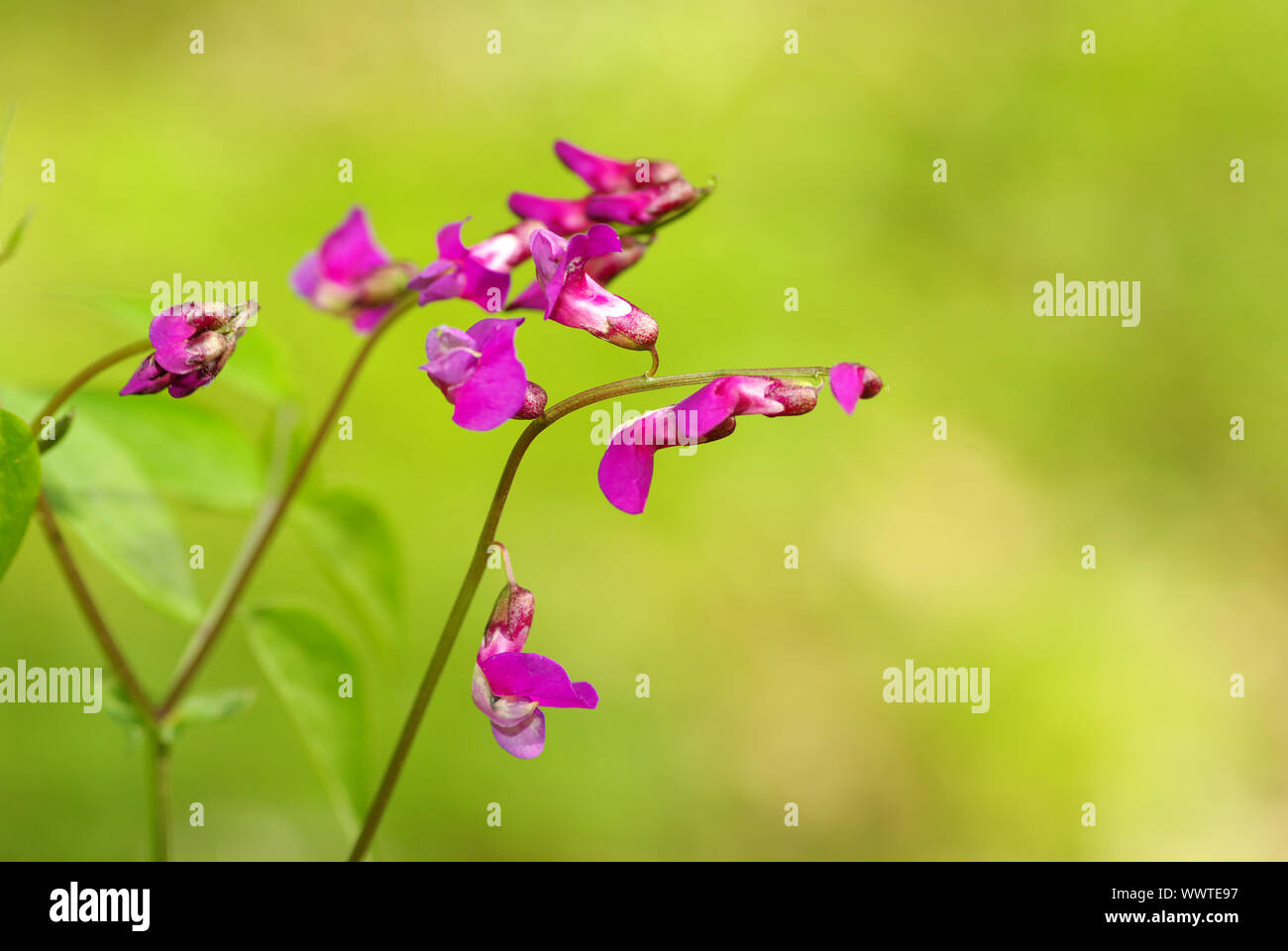 pink spring flower on the field Stock Photo - Alamy