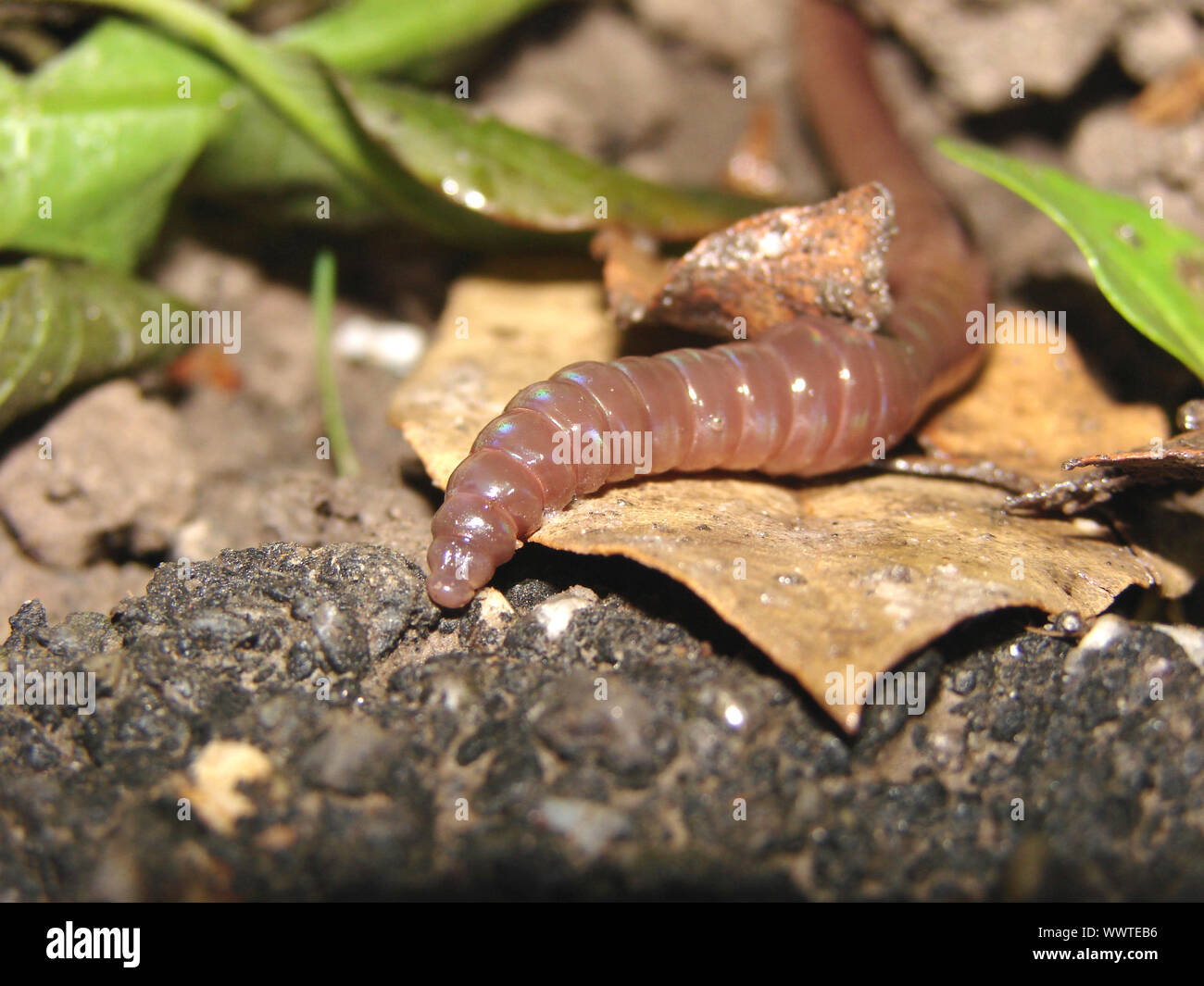 macro view of an earth worm moving through the soil Stock Photo - Alamy