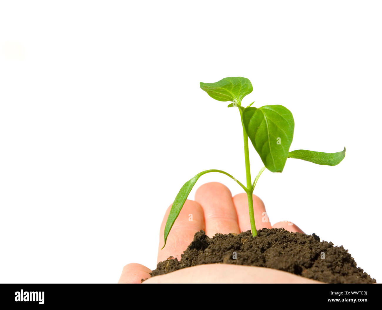 Growing green plant in a hand isolated on white Stock Photo - Alamy
