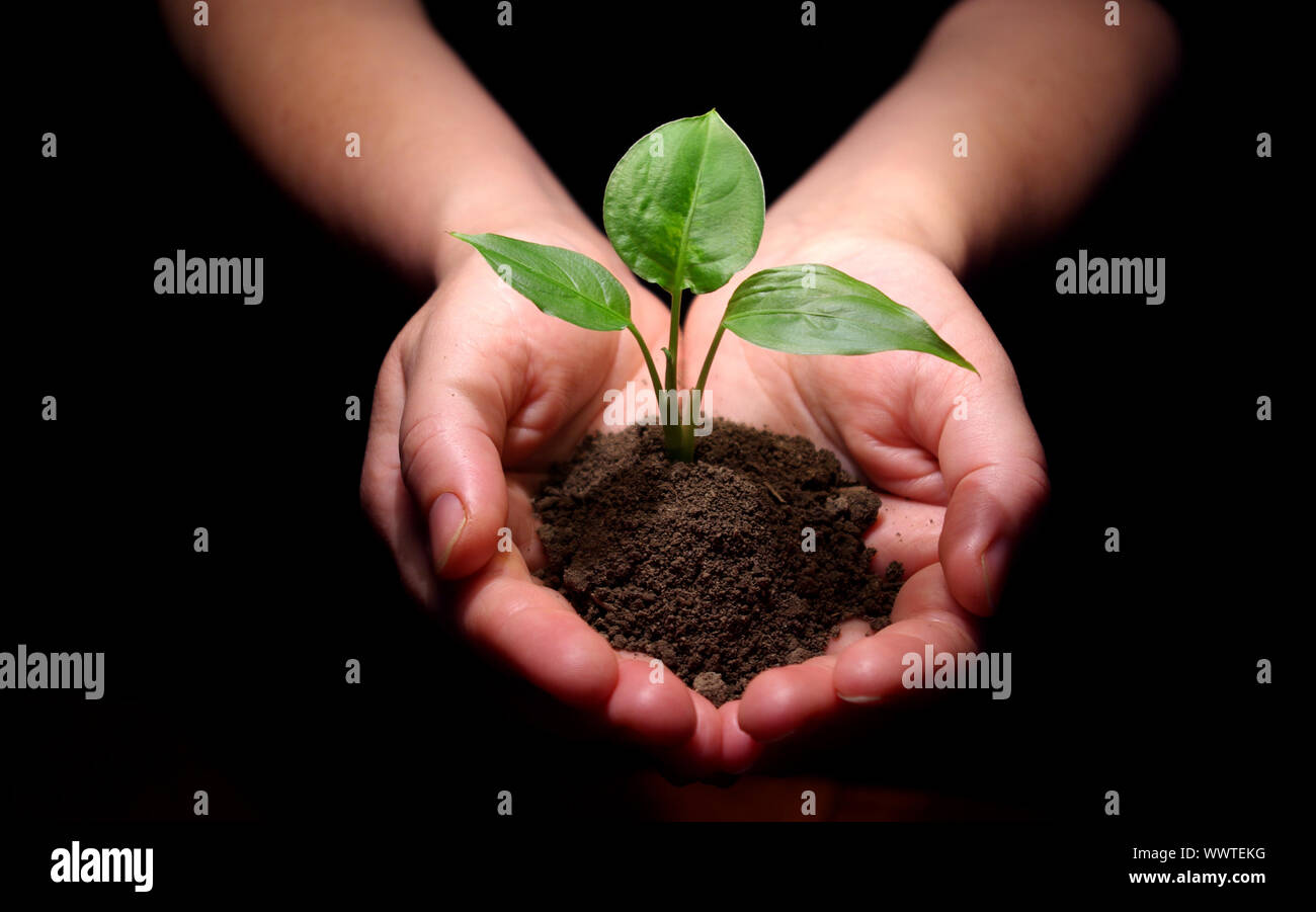 Hands holding sapling in soil Stock Photo - Alamy