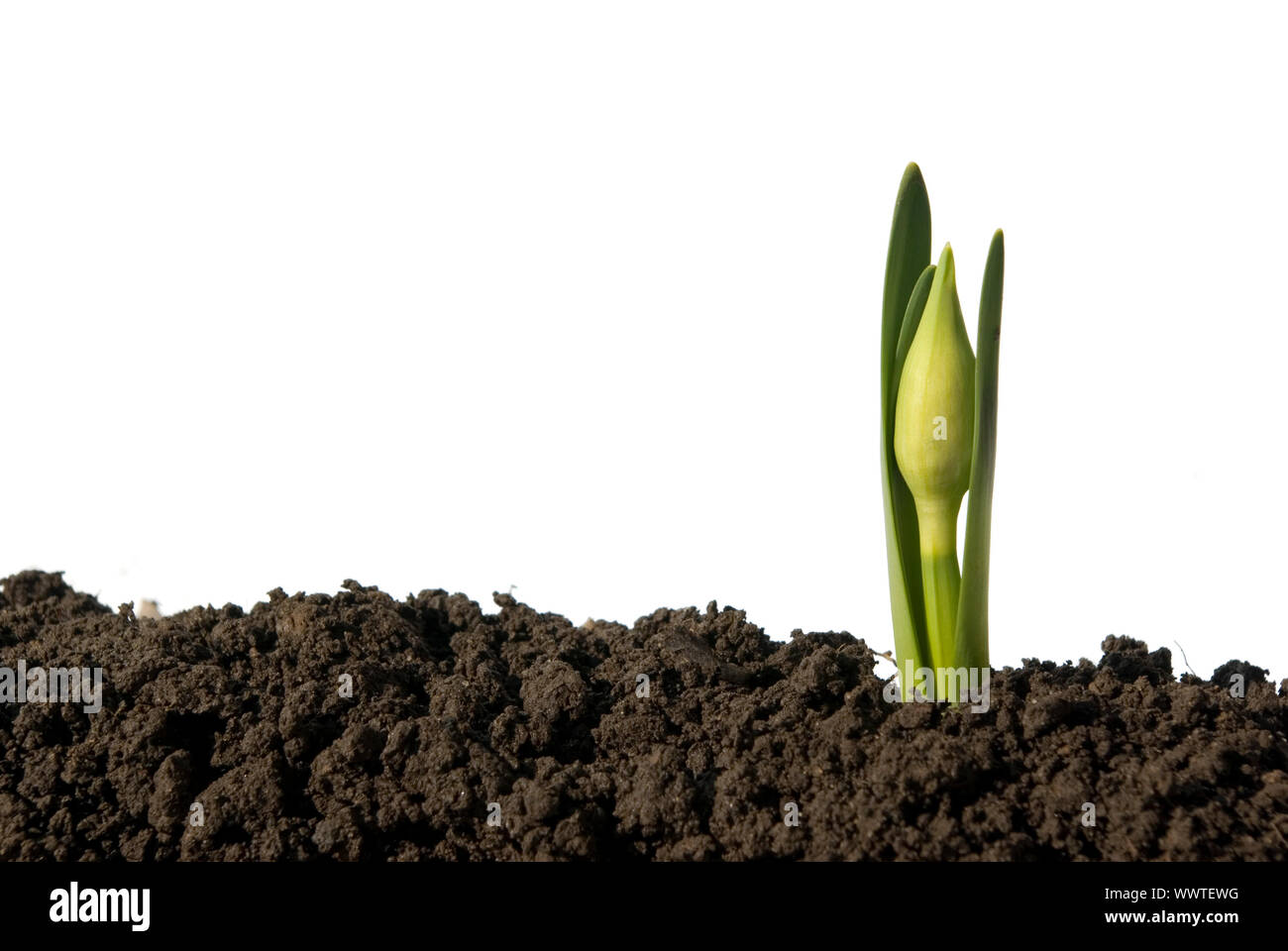 Little green plant on white background Stock Photo - Alamy