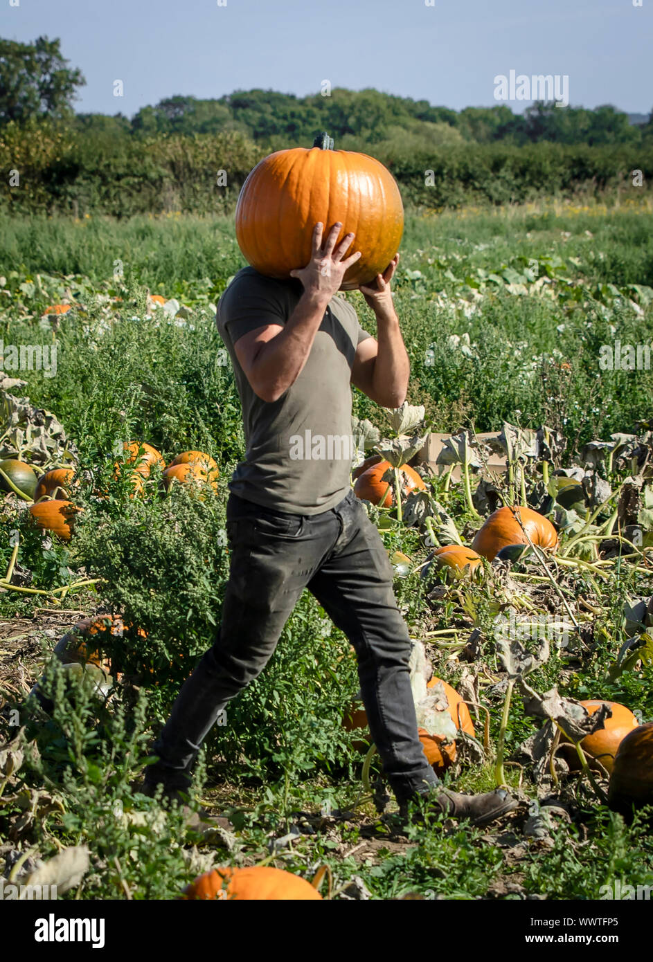 Farmer Tom Hoggard harvests pumpkins at Howe Bridge Farm in Yorkshire ...