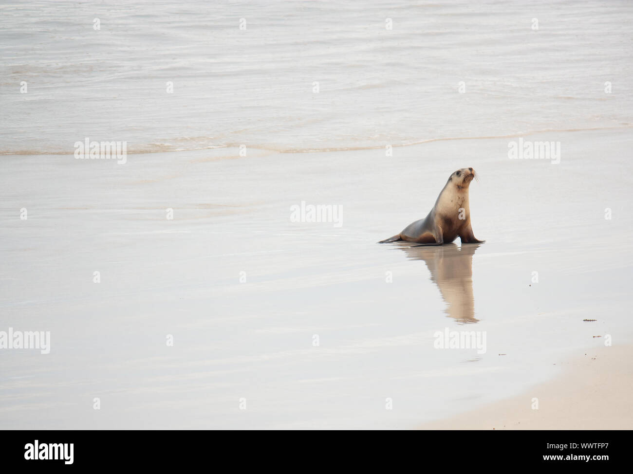 Sea lion basking in the sun on the beaches of Australia with reflection ...