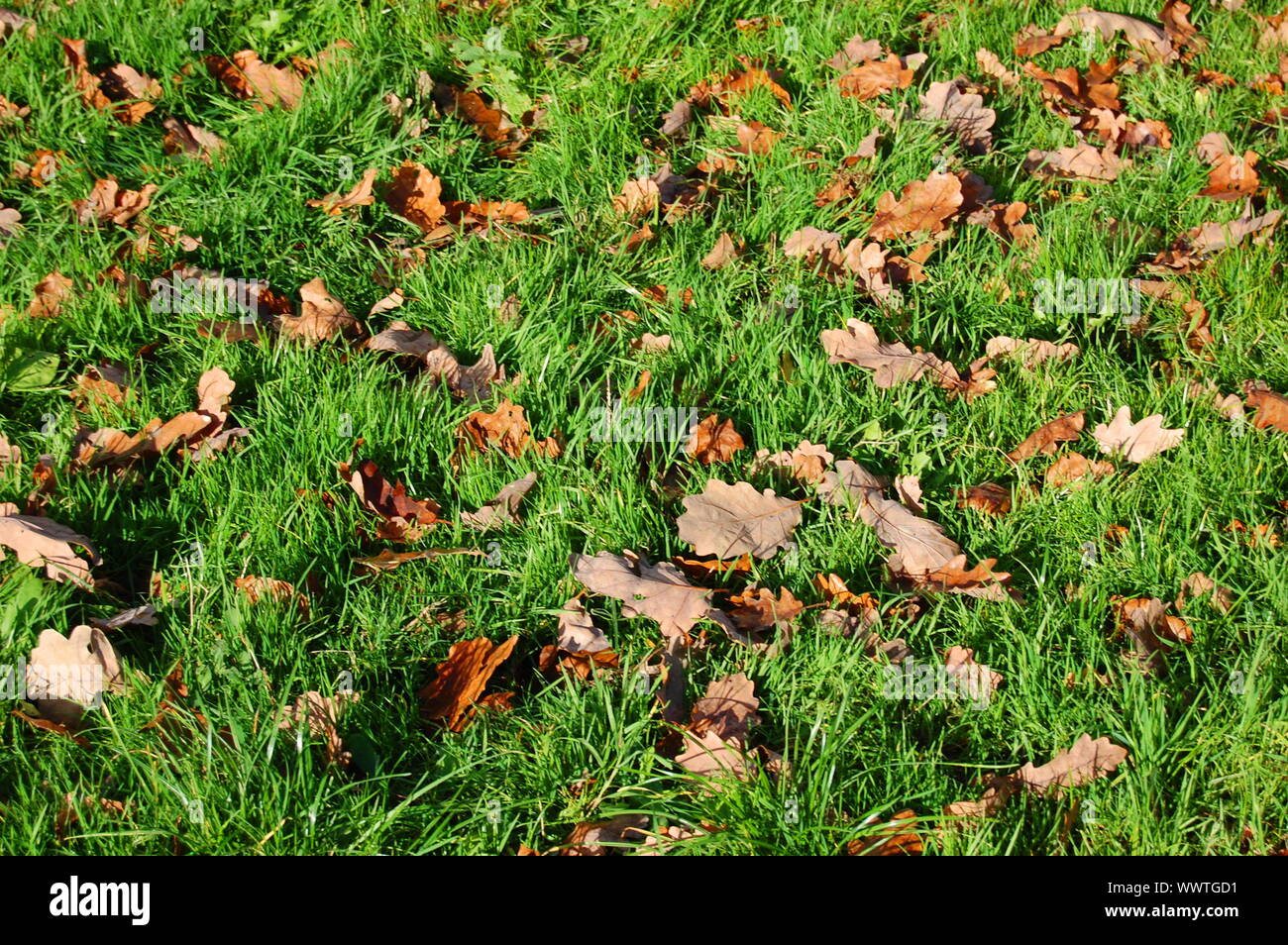 grass texture with leaves in autumn for background Stock Photo - Alamy
