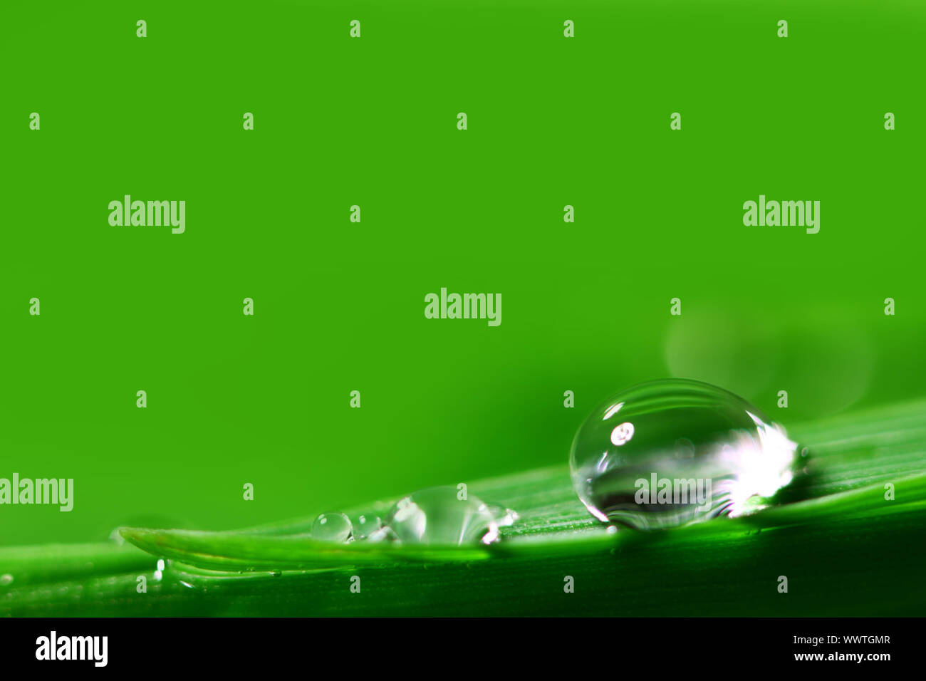 big water drop on grass blade Stock Photo - Alamy