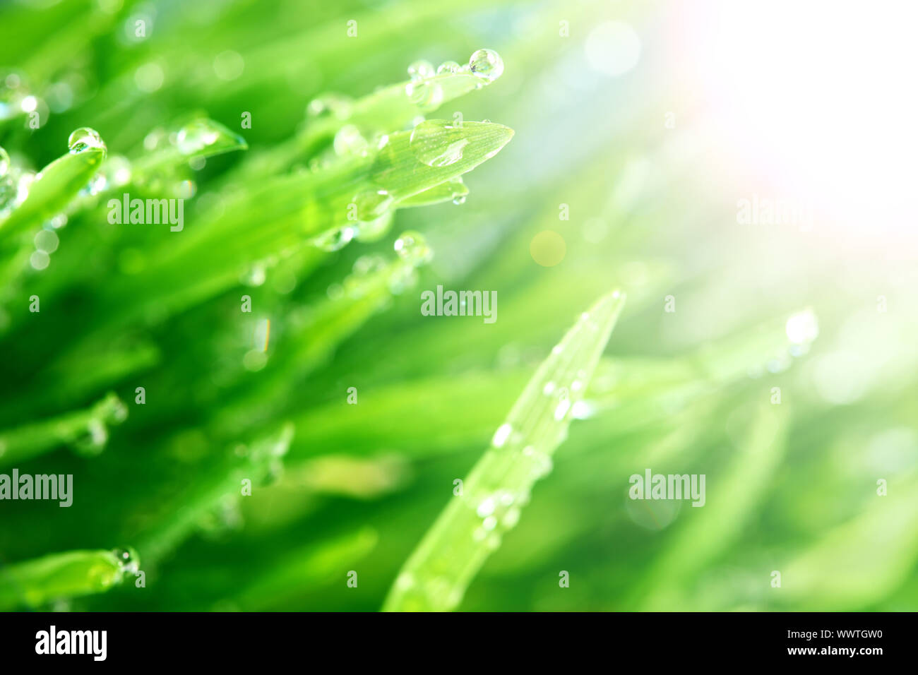 water drop shine in sun light Stock Photo - Alamy
