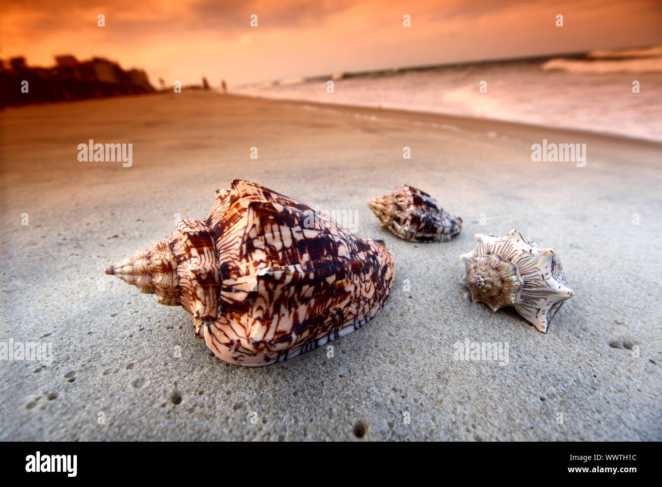 shell on sand under sunset sky Stock Photo - Alamy