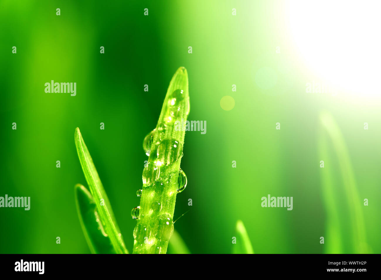 water drop shine in sun light Stock Photo - Alamy