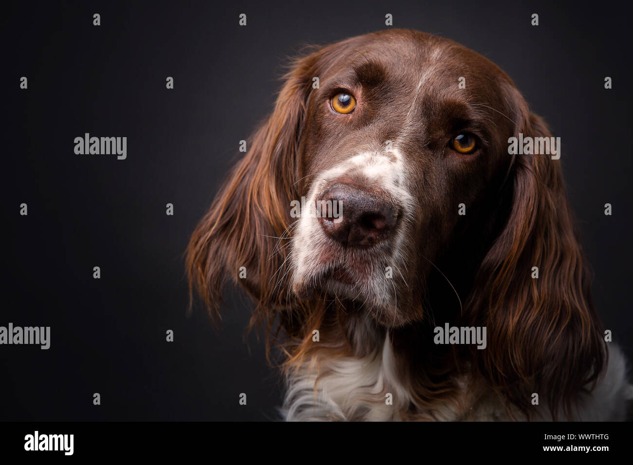 Beautiful English Springer Spaniel looking at the camera with his ...