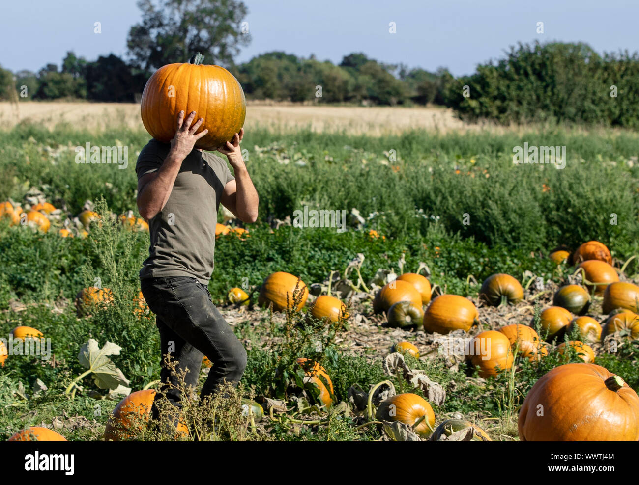 Farmer Tom Hoggard harvests pumpkins at Howe Bridge Farm in Yorkshire ...