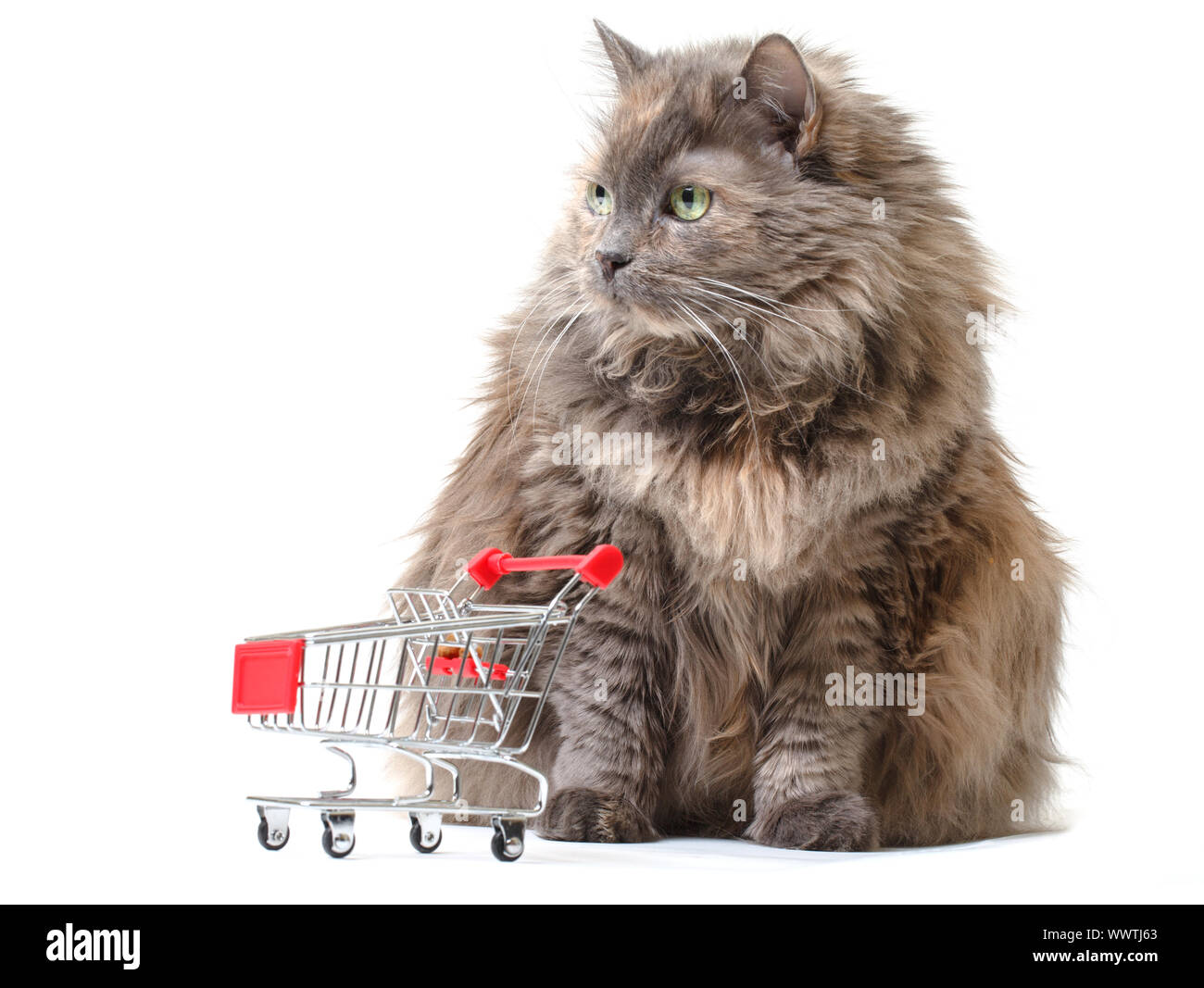 Cat with Shopping Cart Stock Photo - Alamy