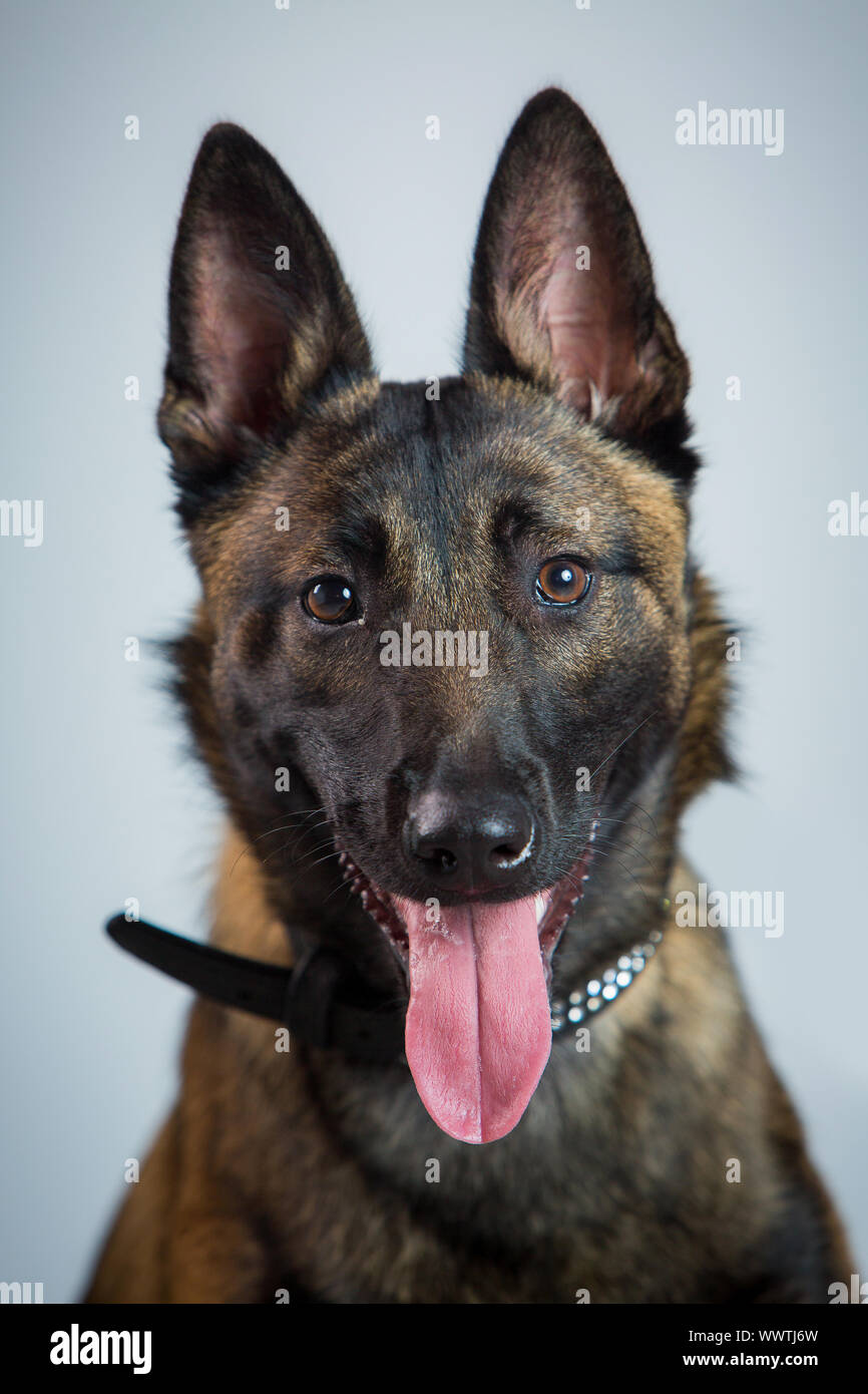 Beautiful German Shepherd - posing in the studio with his tongue out ...