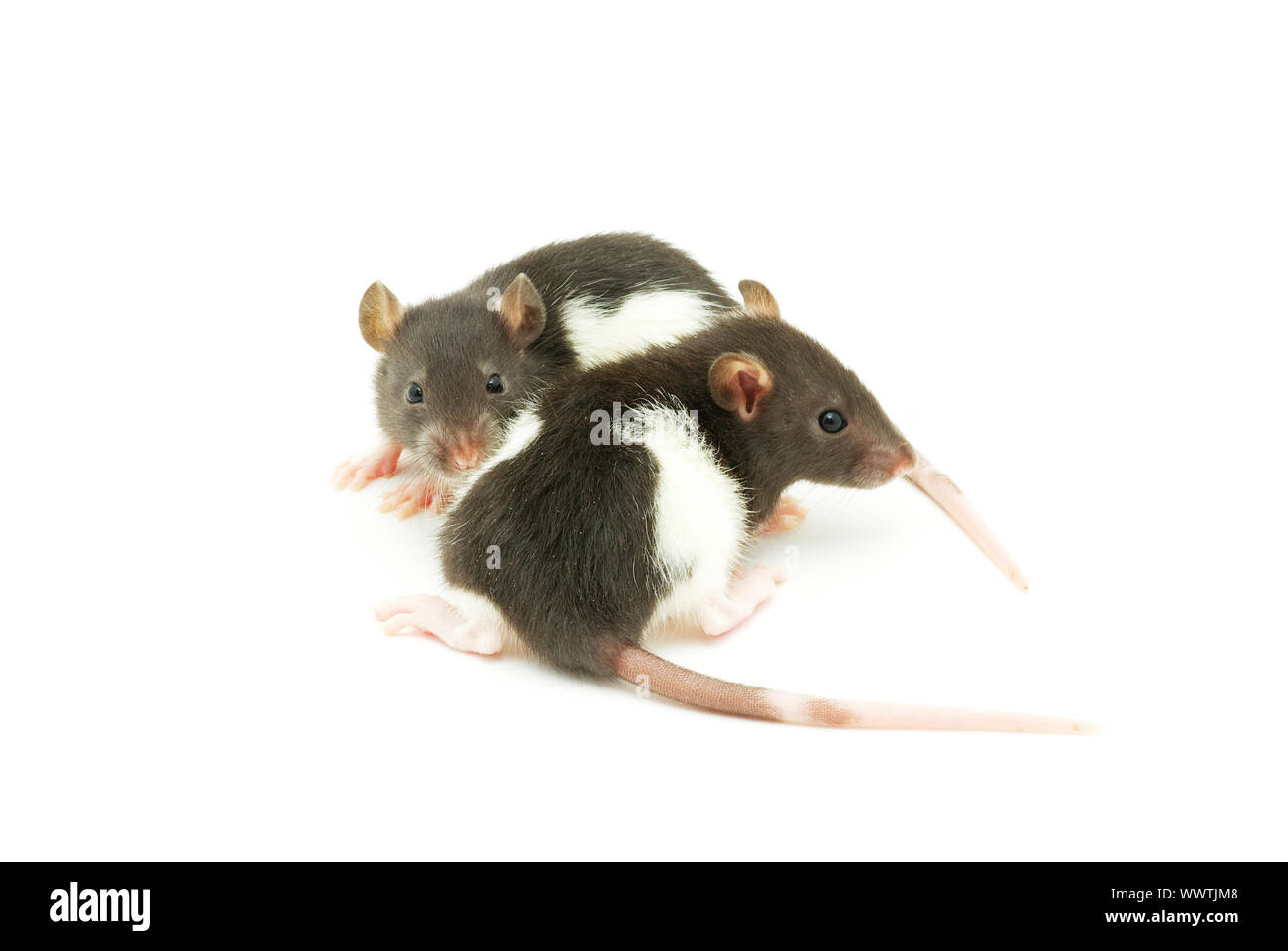 funny rat isolated on white background Stock Photo - Alamy