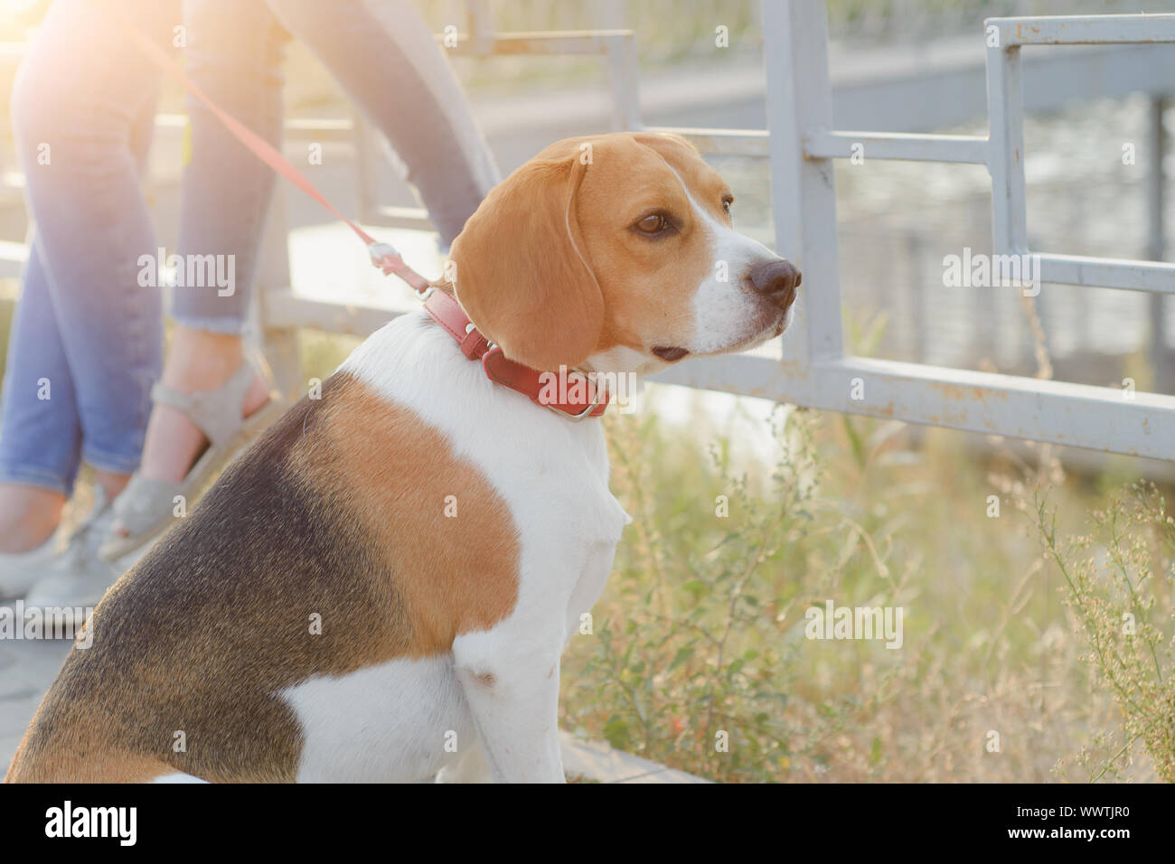 Beagle leash hi-res stock photography and images - Alamy