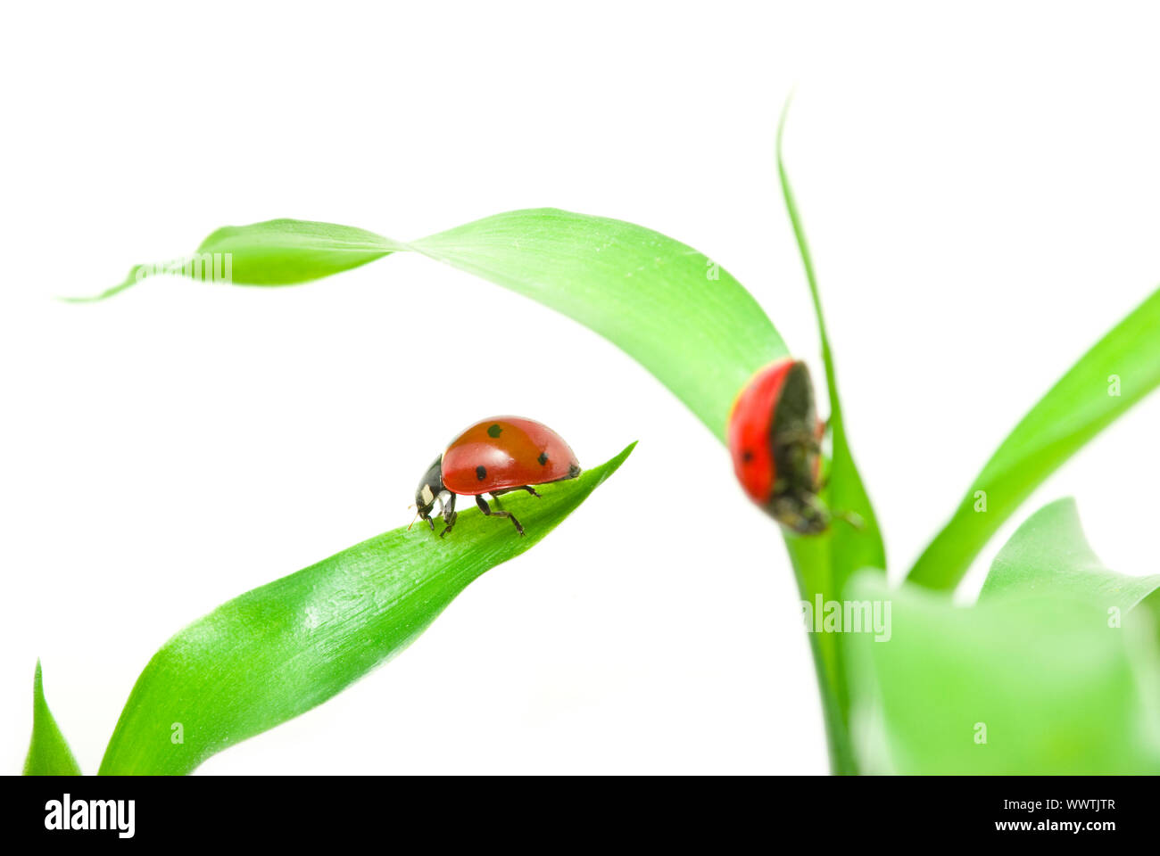 red ladybug on green grass isolated on white Stock Photo - Alamy