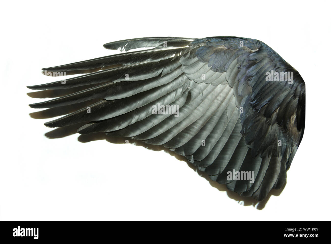 Bird flap wings Cut Out Stock Images & Pictures - Alamy