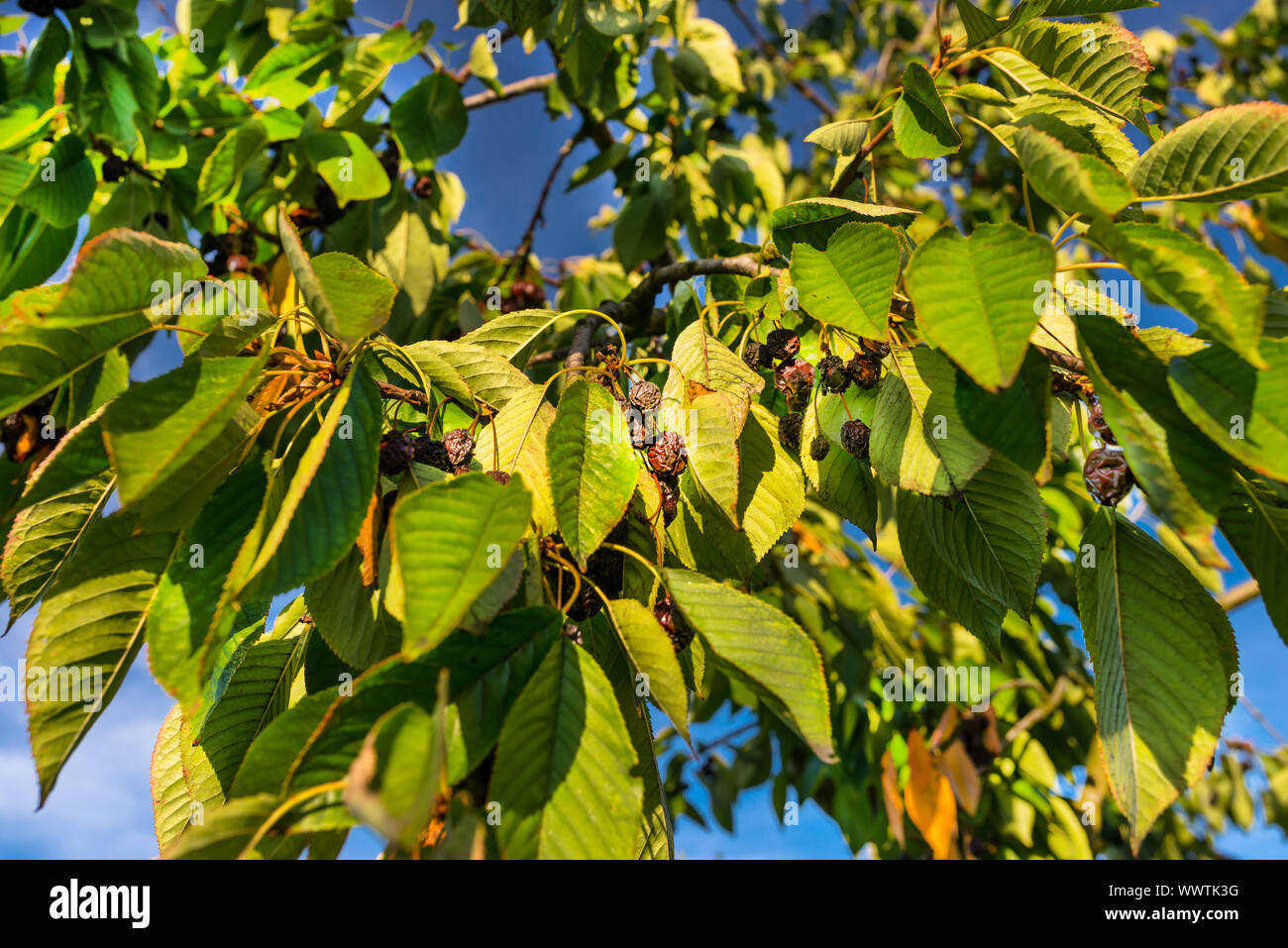 Moldy tree hi-res stock photography and images - Alamy