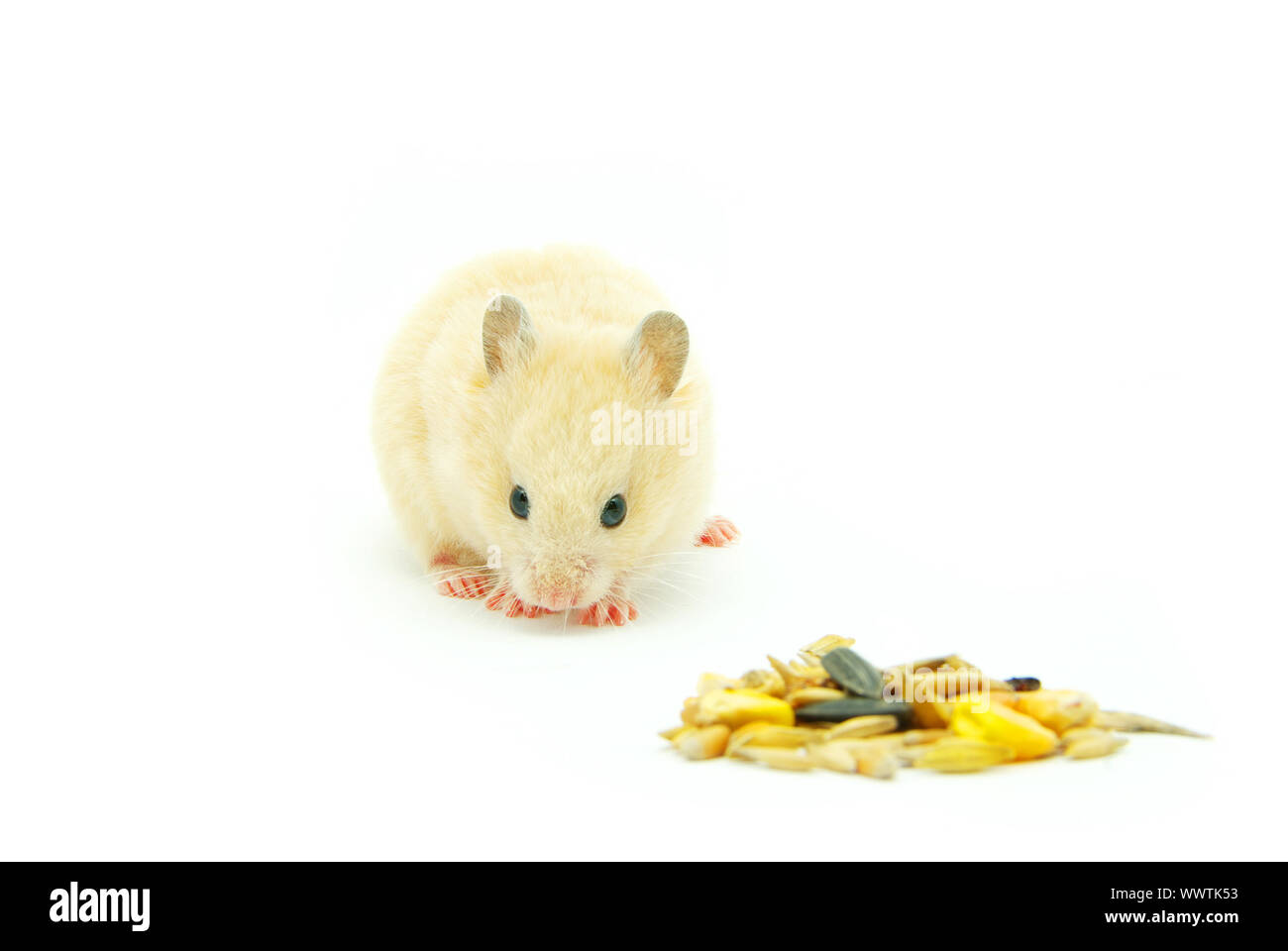 Hamster in front of a white background Stock Photo - Alamy