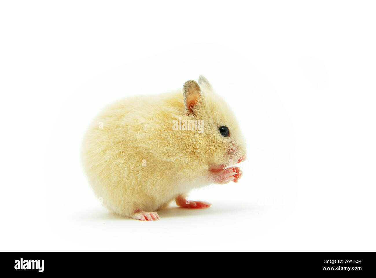 Hamster in front of a white background Stock Photo - Alamy