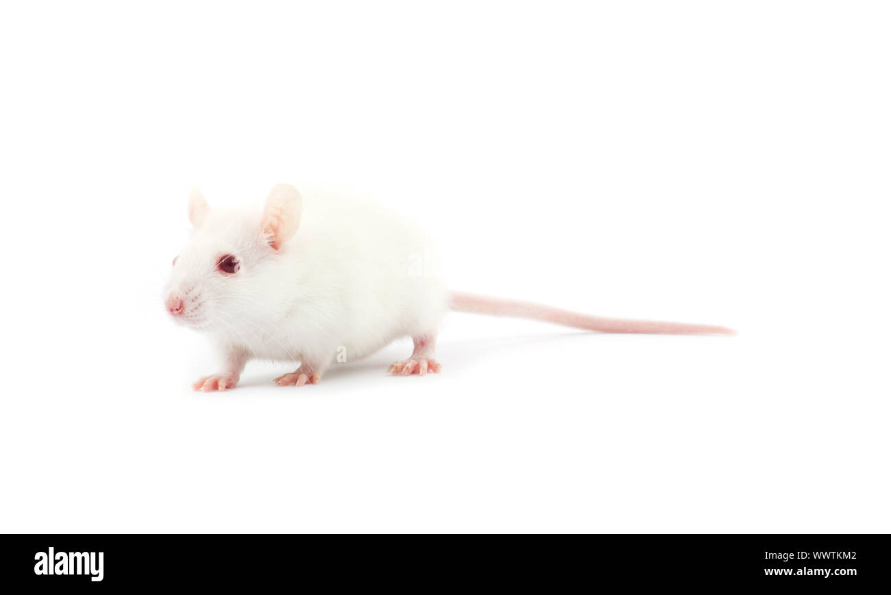 white rat isolated on white background Stock Photo - Alamy