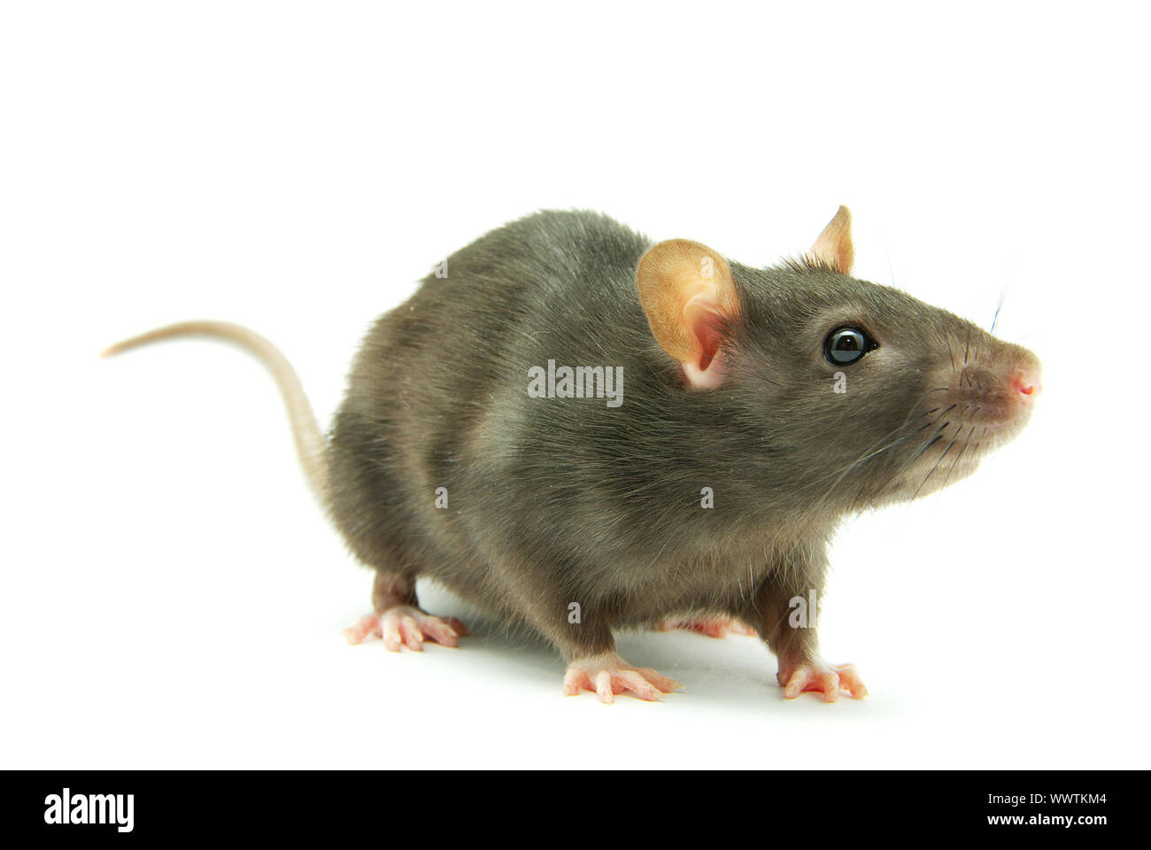 funny rat isolated on white background Stock Photo - Alamy