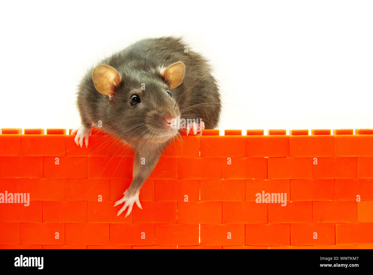 funny rat isolated on white background Stock Photo - Alamy