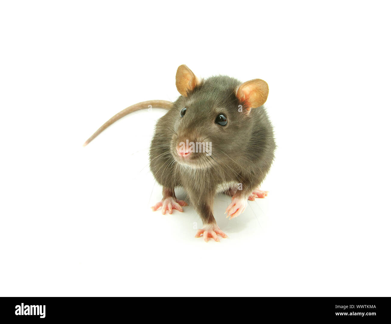 funny rat isolated on white background Stock Photo - Alamy