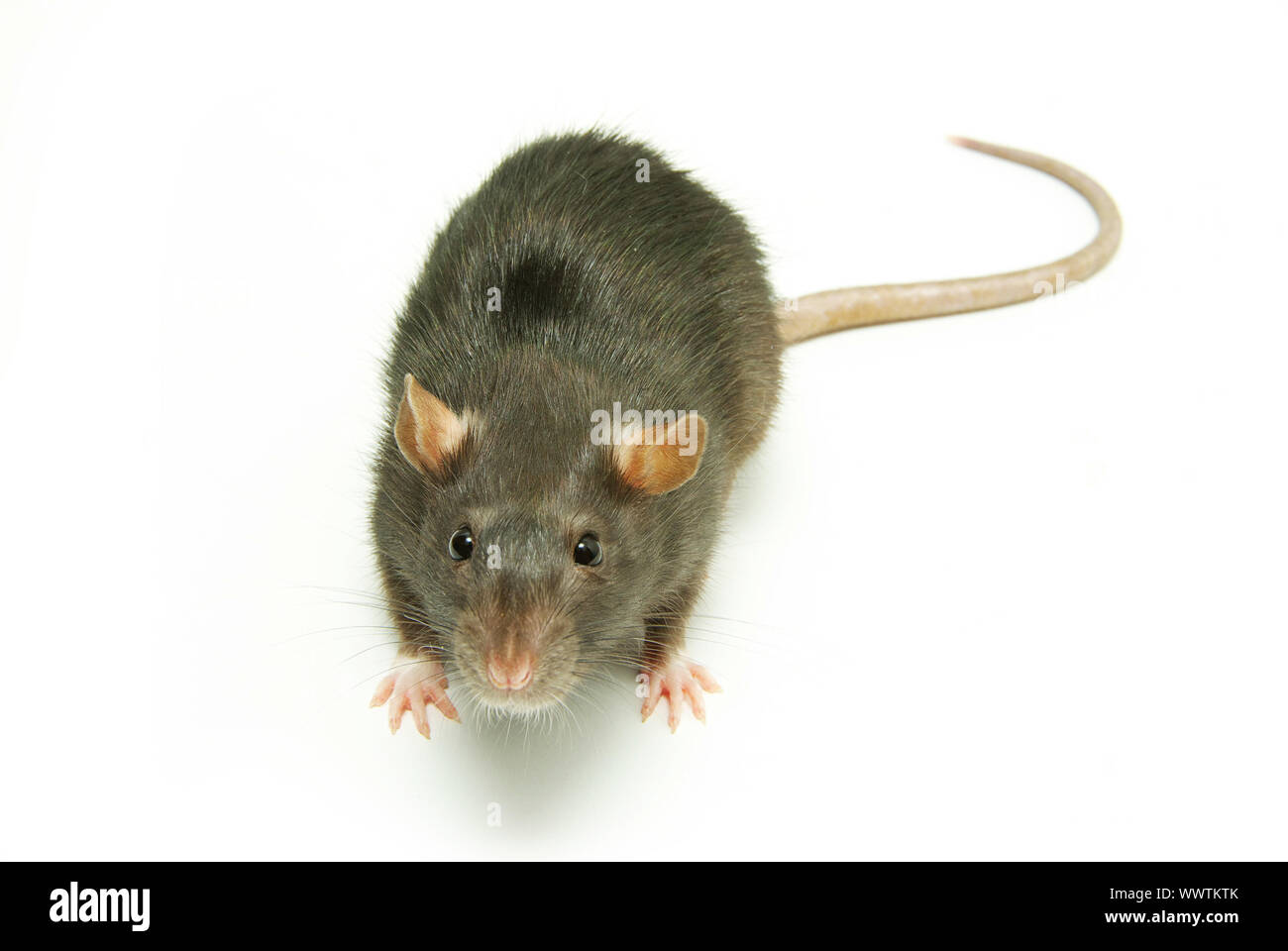 funny rat isolated on white background Stock Photo - Alamy