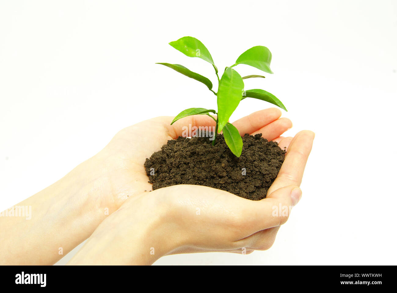 Hands holding sapling in soil on white Stock Photo - Alamy