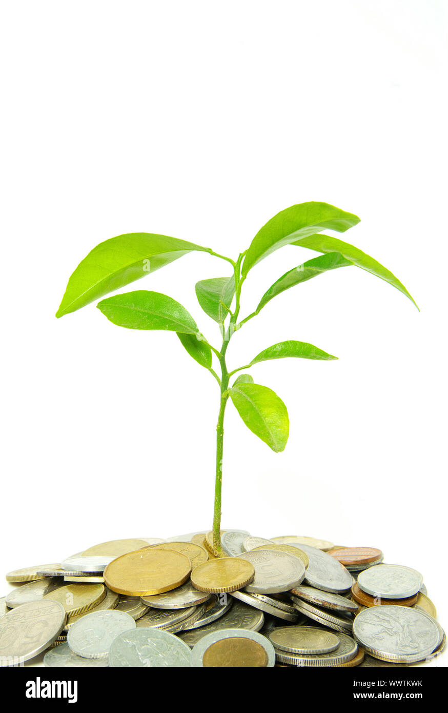 plant in coins isolated on white background Stock Photo - Alamy